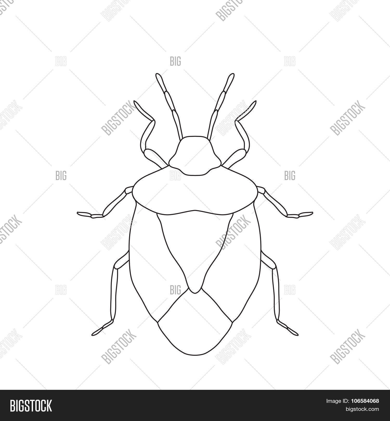 Shield Bug. Palomena Vector & Photo (Free Trial) | Bigstock