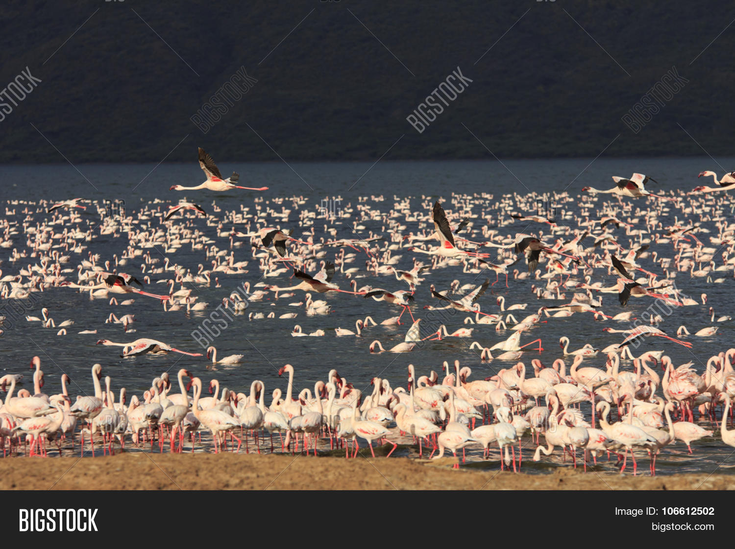 Flamingo: Greater Image & Photo (Free Trial) | Bigstock
