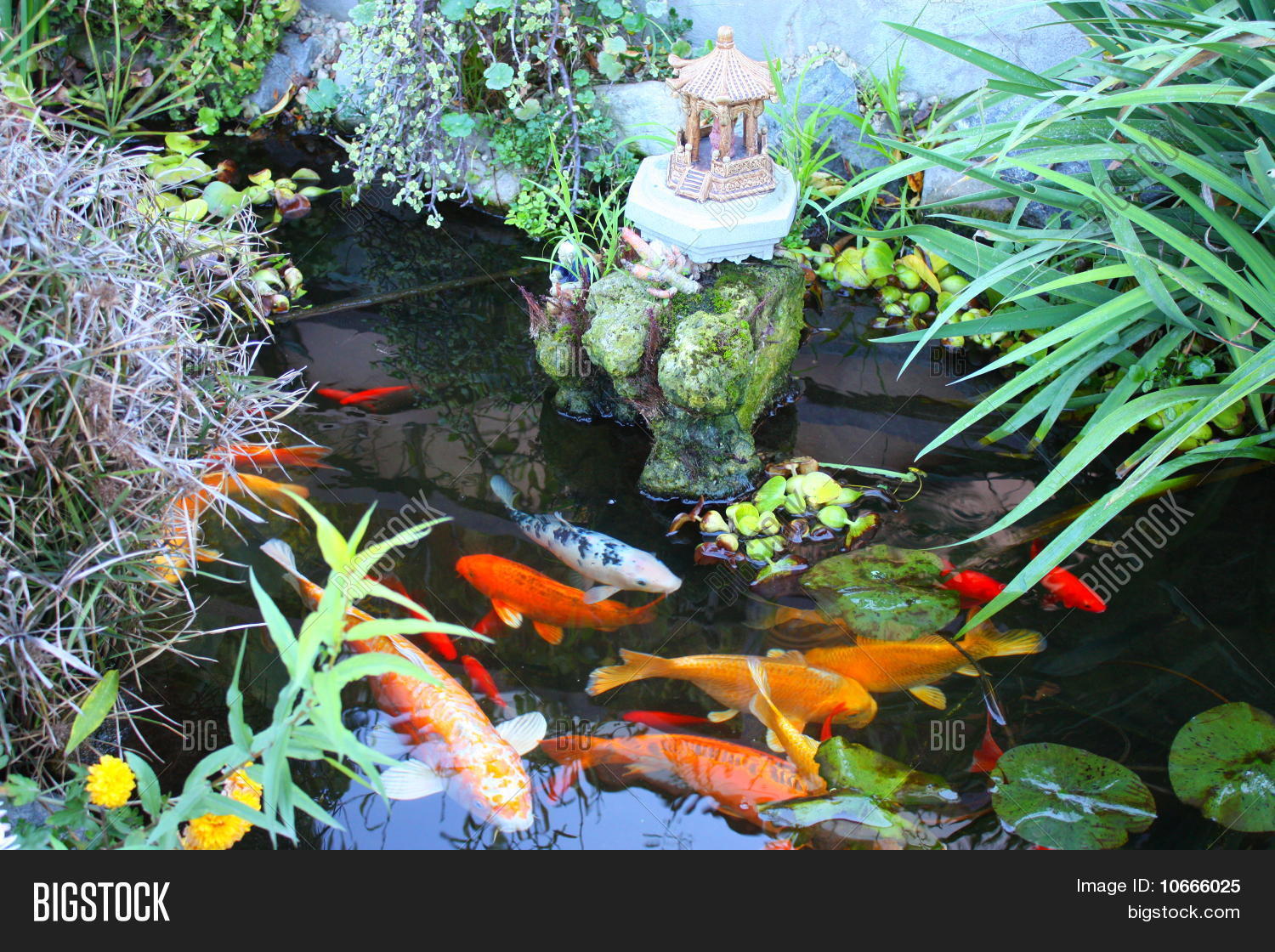 Koi Fish Garden Image & Photo (Free Trial) | Bigstock