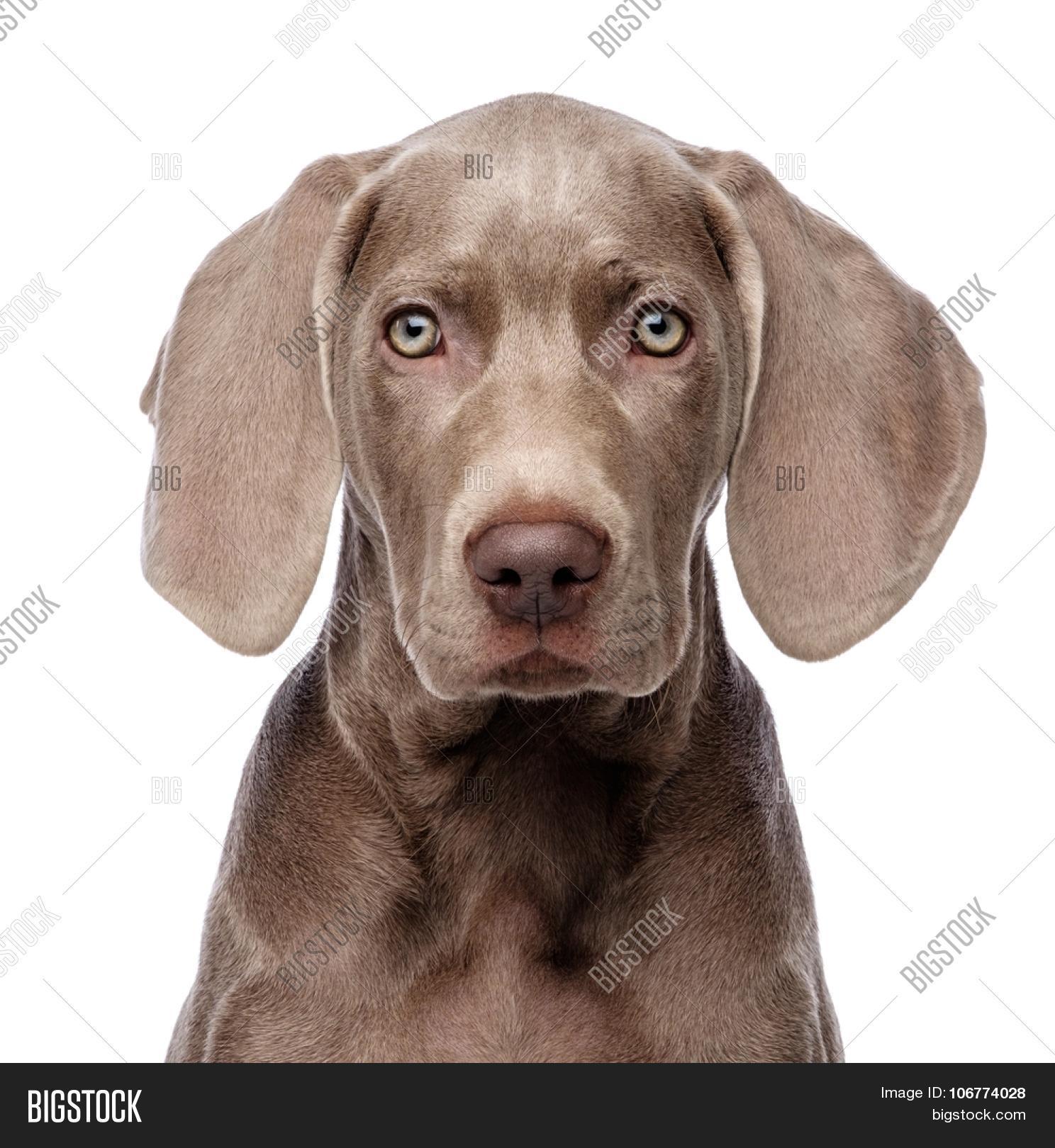Weimaraner Dog Image & Photo (Free Trial) | Bigstock