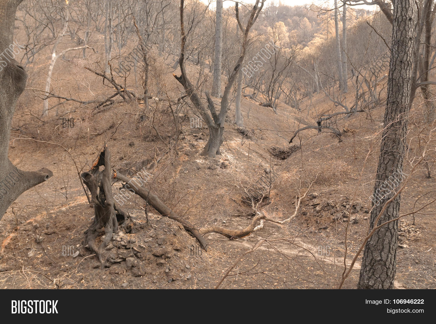 Destruction Forest Image & Photo (Free Trial) | Bigstock