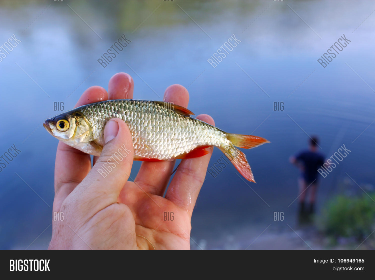 Rudd Caught Fishing Image & Photo (Free Trial) | Bigstock