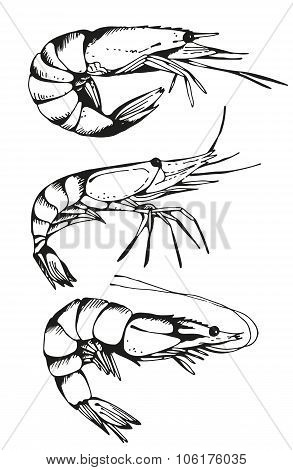 Shrimp Drawing Vector & Photo (Free Trial) | Bigstock