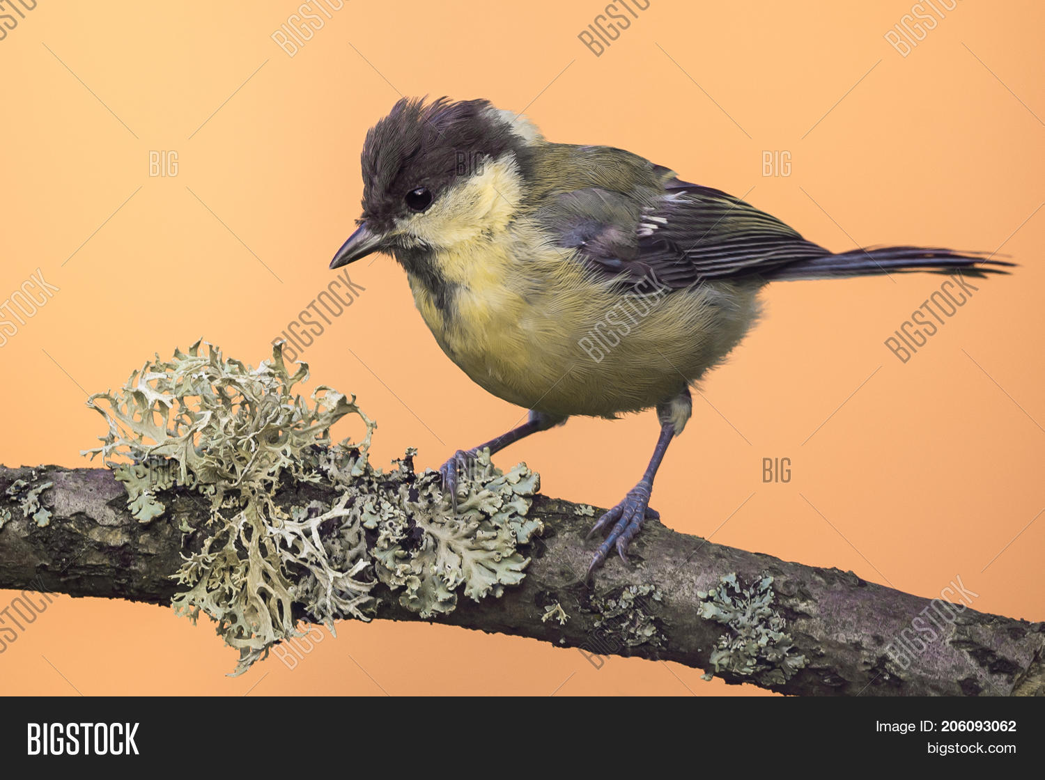 Perched Baby Great-tit Image & Photo (Free Trial) | Bigstock