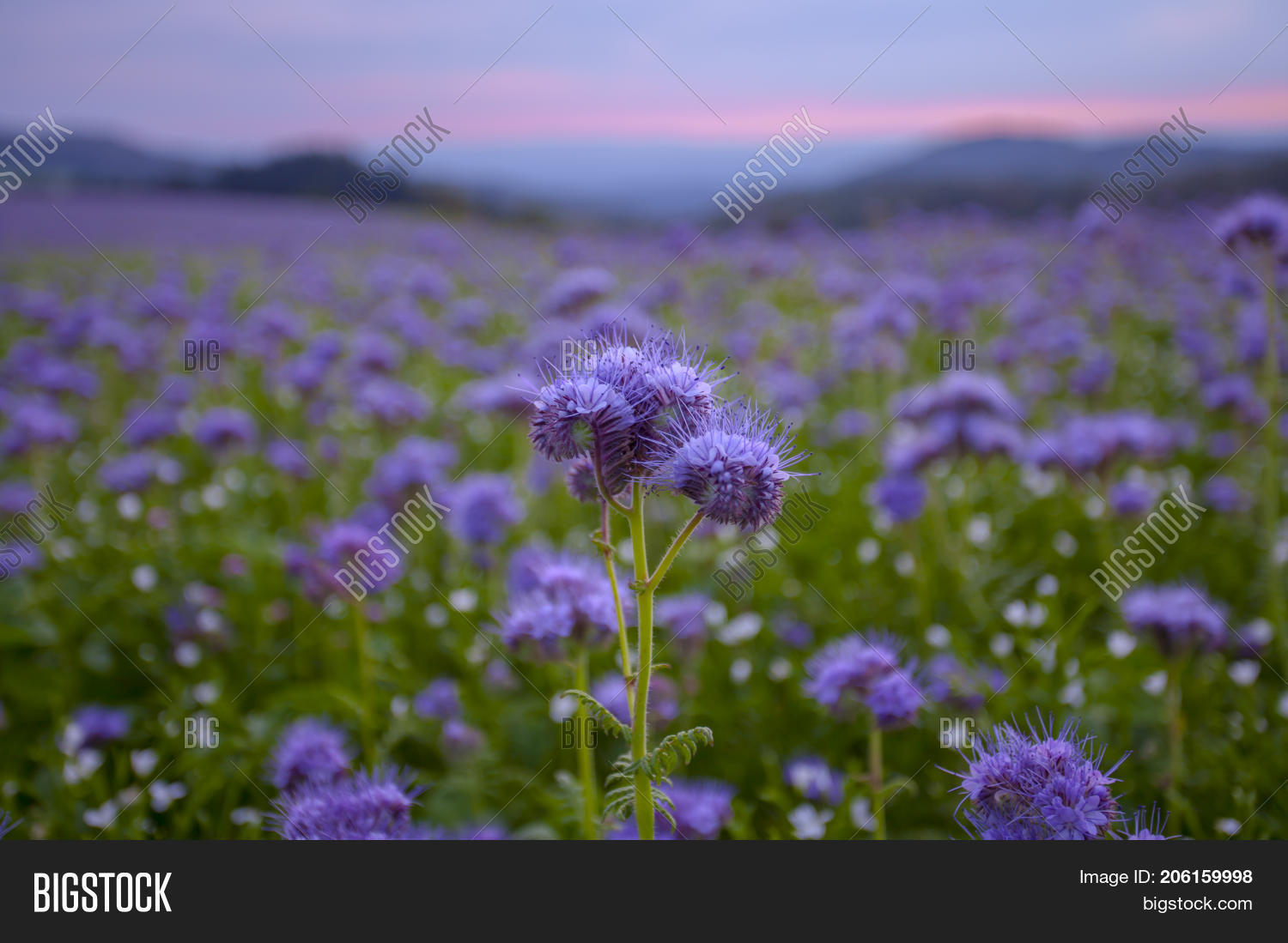 Phacelia Flowers Field Image & Photo (Free Trial) | Bigstock