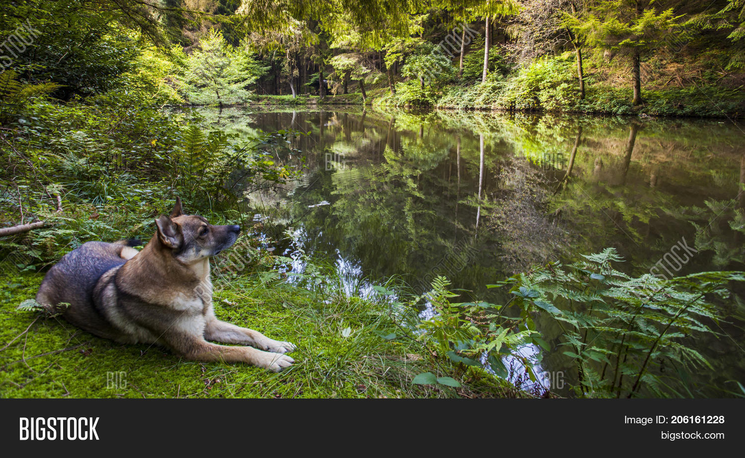 Forest Lake Wildlife Image & Photo (Free Trial) | Bigstock