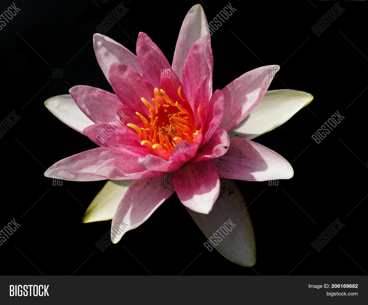 Pink Nymphaeaceae Image & Photo (Free Trial) | Bigstock