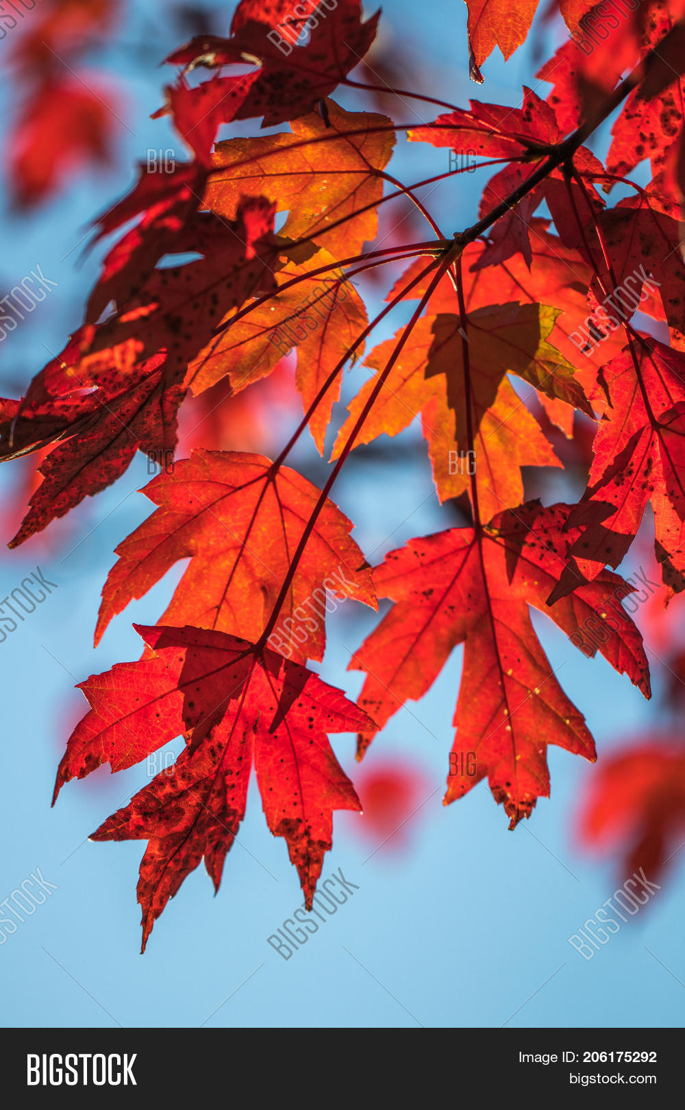 Vertical Photo Autumn Image & Photo (Free Trial) | Bigstock
