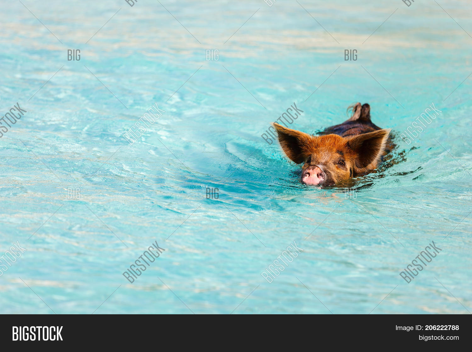 Pig Swimming Water Image & Photo (Free Trial) | Bigstock