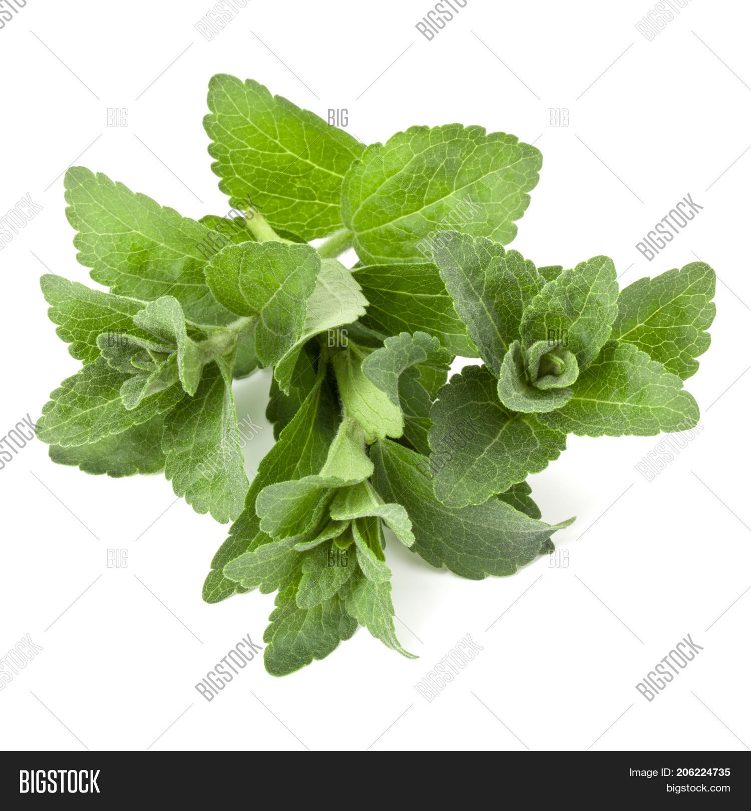Stevia Leaves Pieces Image & Photo (Free Trial) | Bigstock