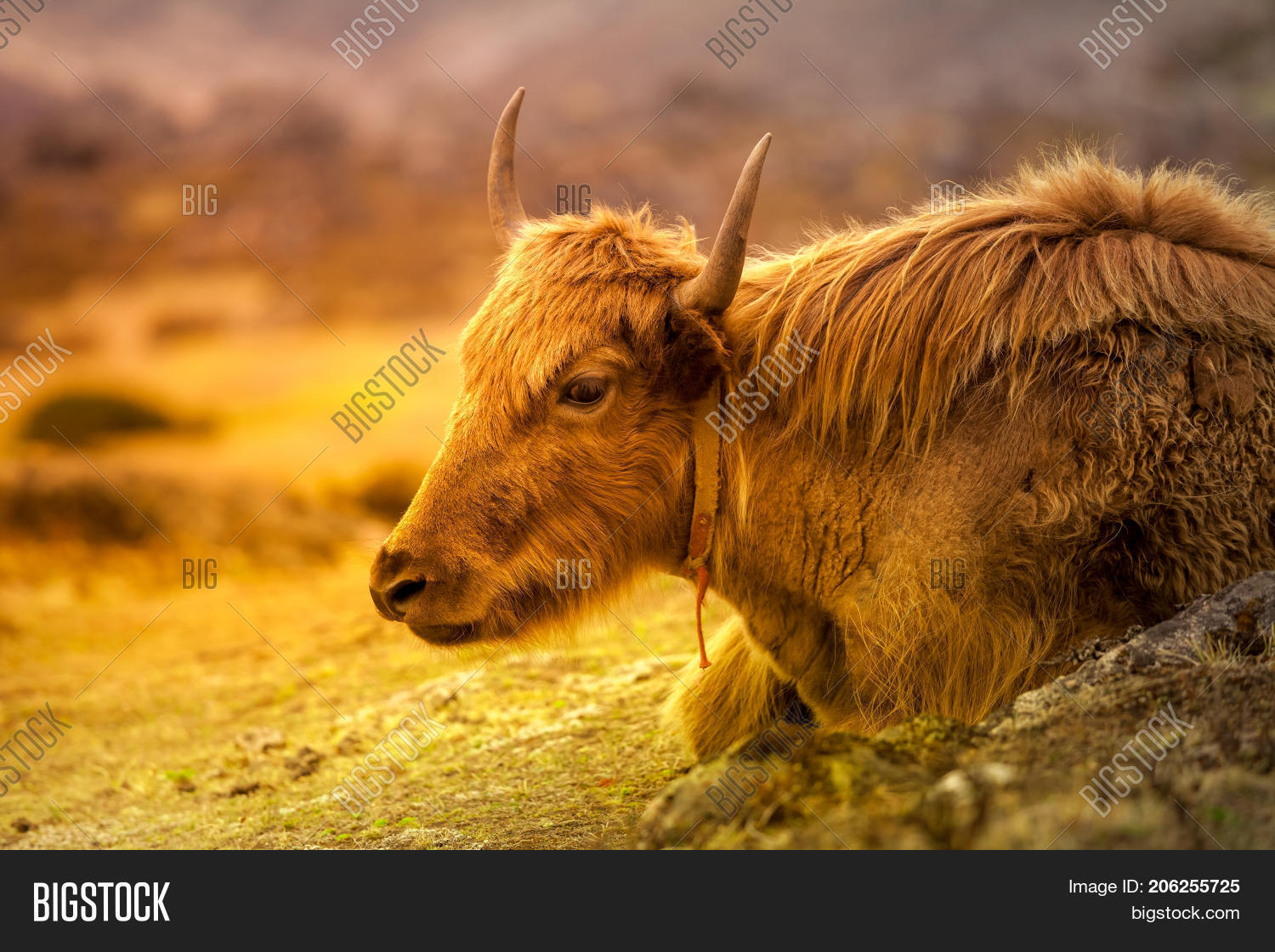 Close Portrait Yak On Image & Photo (Free Trial) | Bigstock