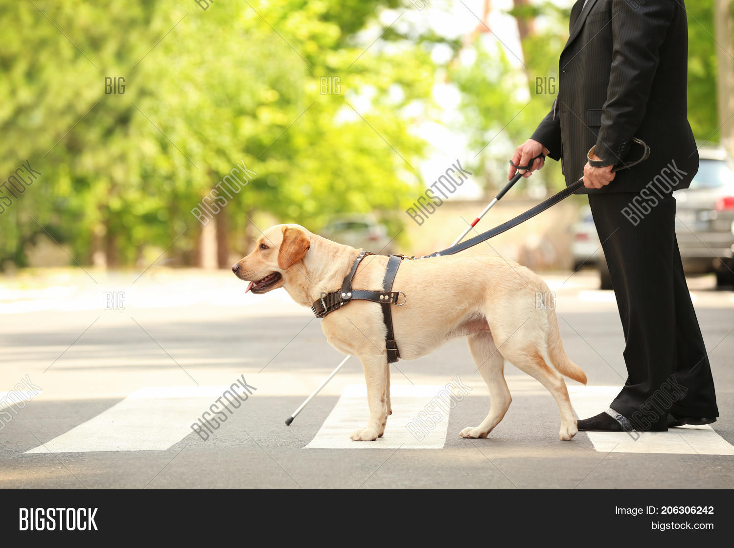 How Do Guide Dogs Know When To Cross The Street