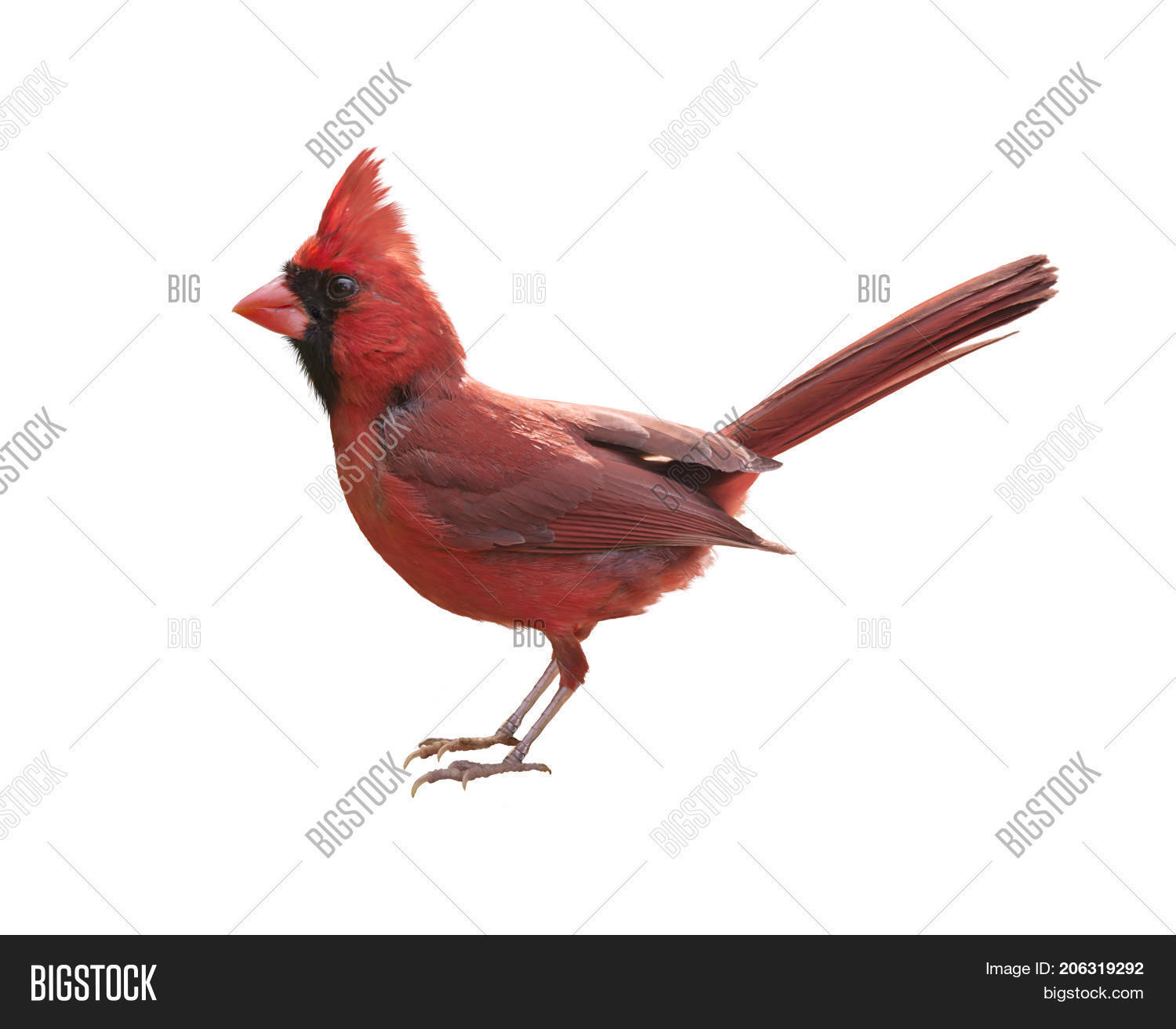Male Northern Cardinal Image & Photo (Free Trial) | Bigstock
