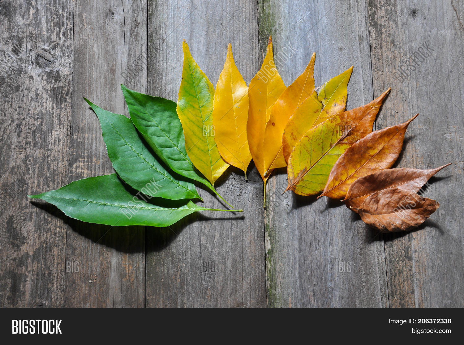 Life Cycle Leaves On Image & Photo (Free Trial) | Bigstock