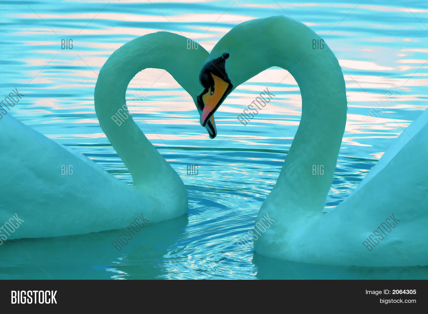 Two Swans Image & Photo (Free Trial) | Bigstock