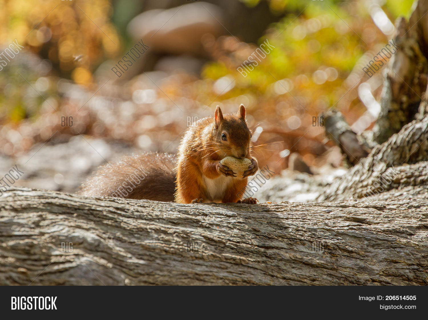 European Red Squirrel Image & Photo (Free Trial) | Bigstock