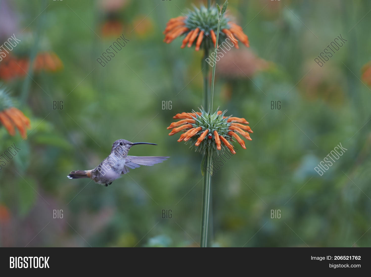 Oasis Hummingbird ( Image & Photo (Free Trial) | Bigstock