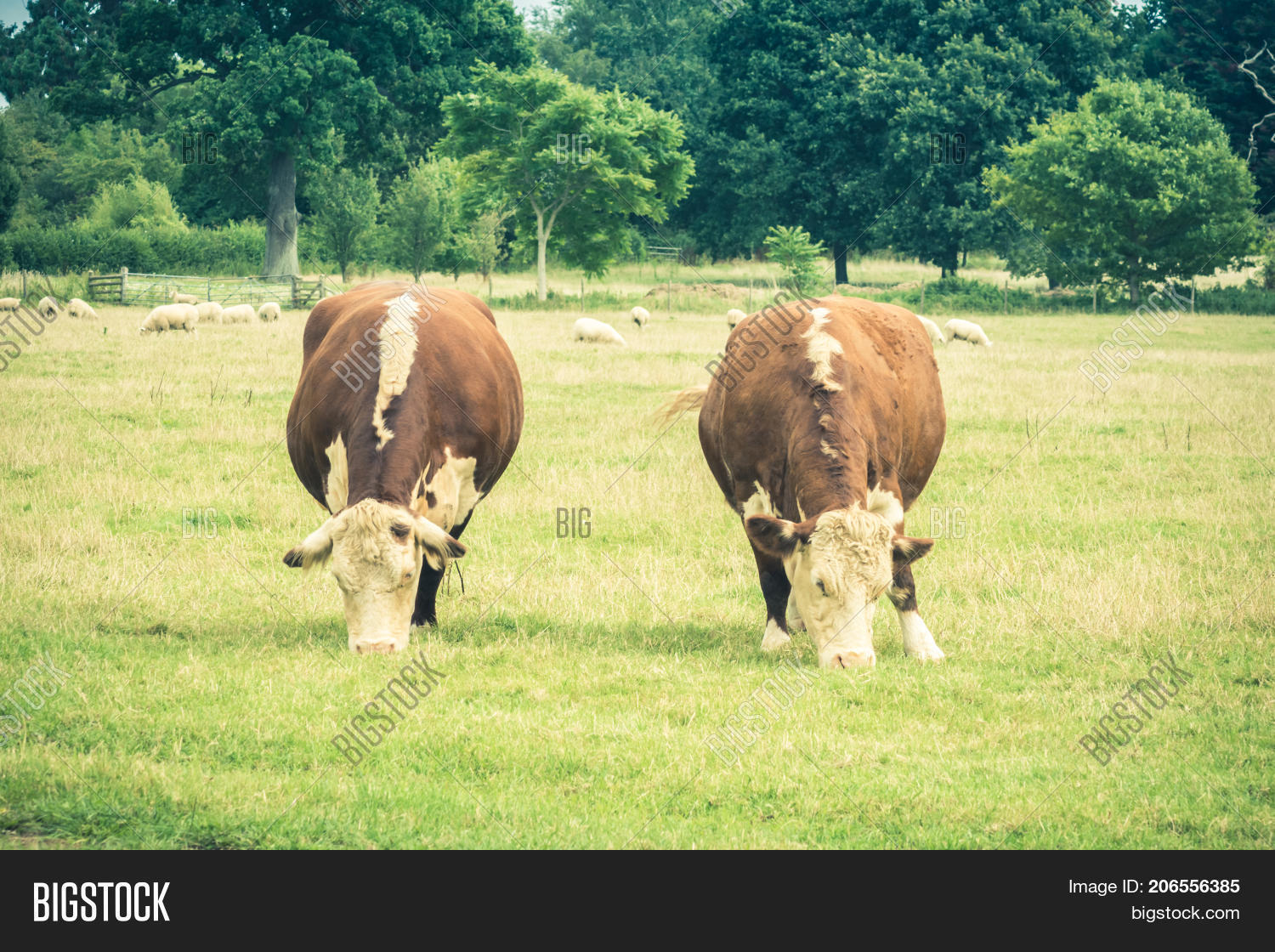 Cows Grazing Field Image & Photo (Free Trial) | Bigstock