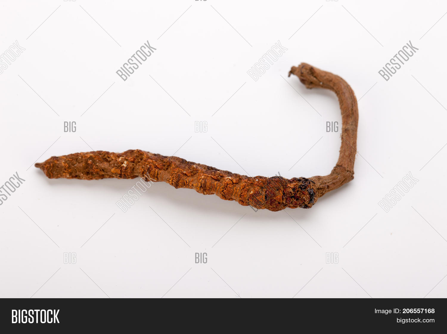 Yarsagumba Ingredient Image & Photo (Free Trial) | Bigstock