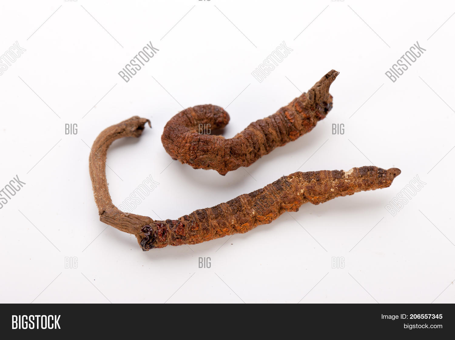Yarsagumba Ingredient Image & Photo (Free Trial) | Bigstock