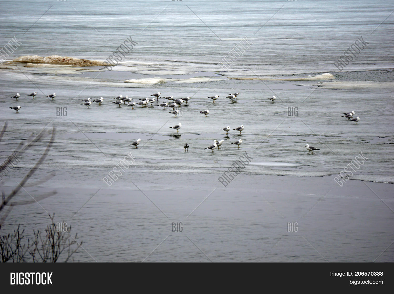 Flock Ring-billed Image & Photo (Free Trial) | Bigstock