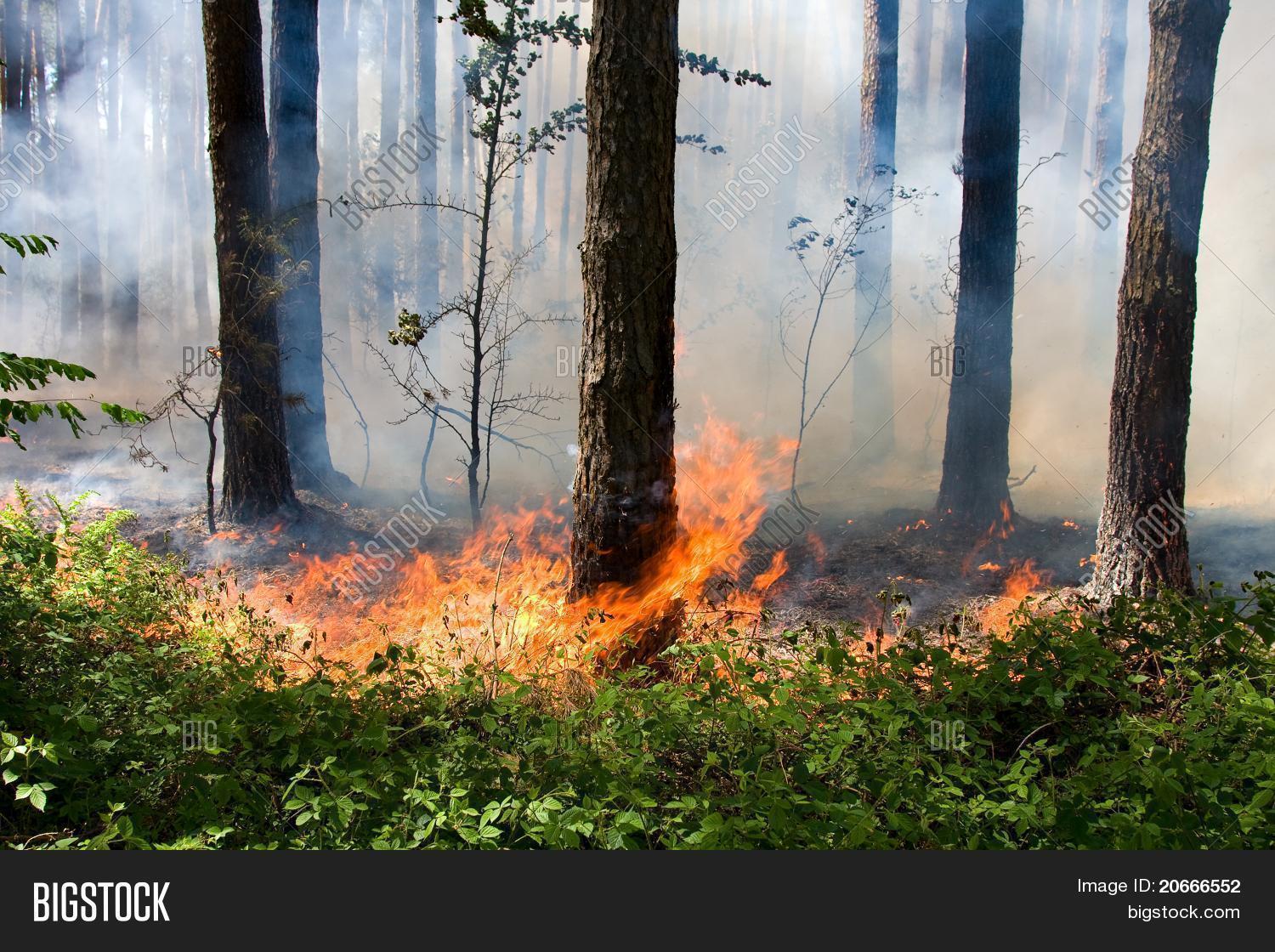 Forest Fire Image & Photo (Free Trial) | Bigstock
