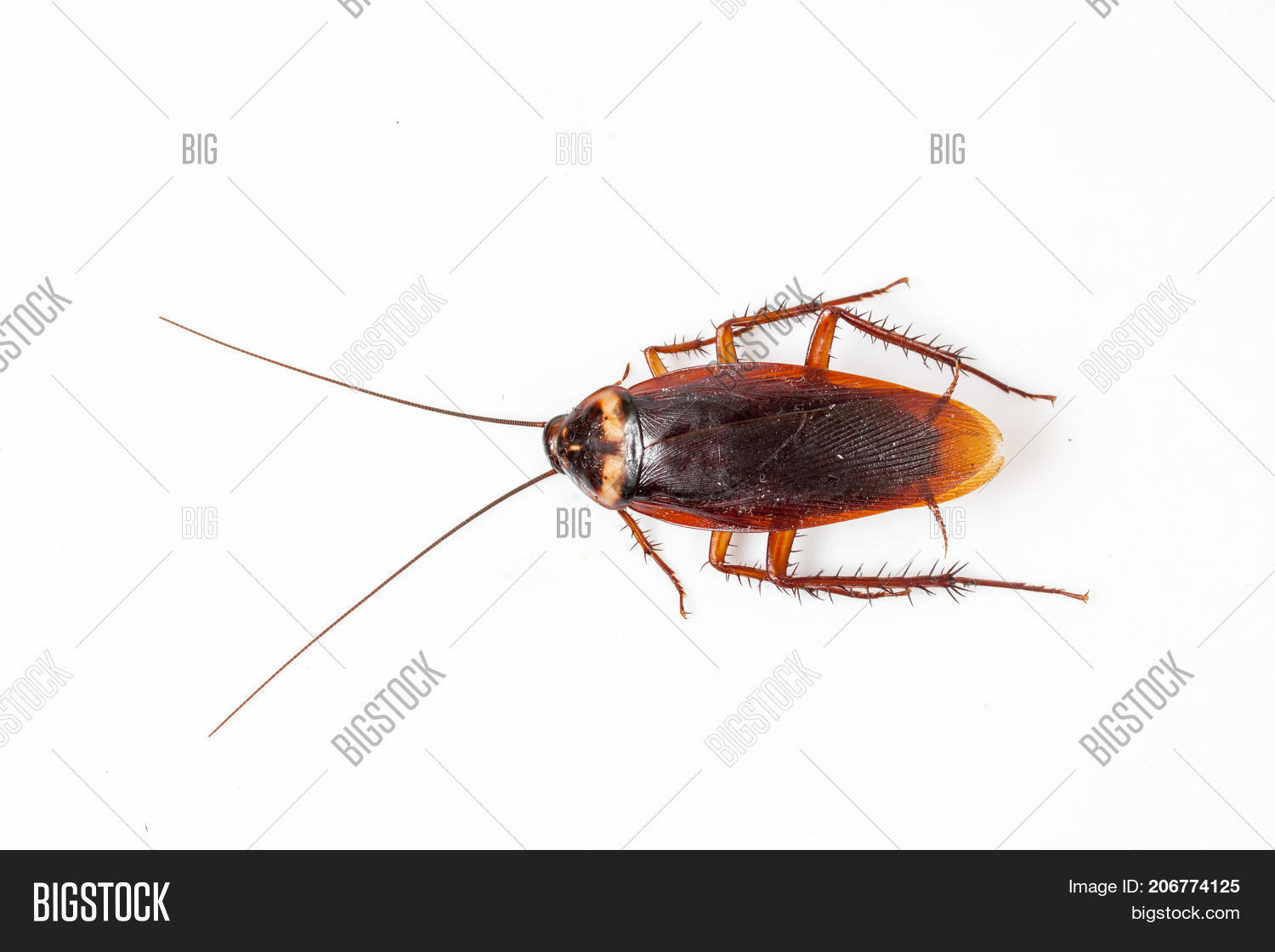 Dead Cockroaches White Image & Photo (Free Trial) | Bigstock