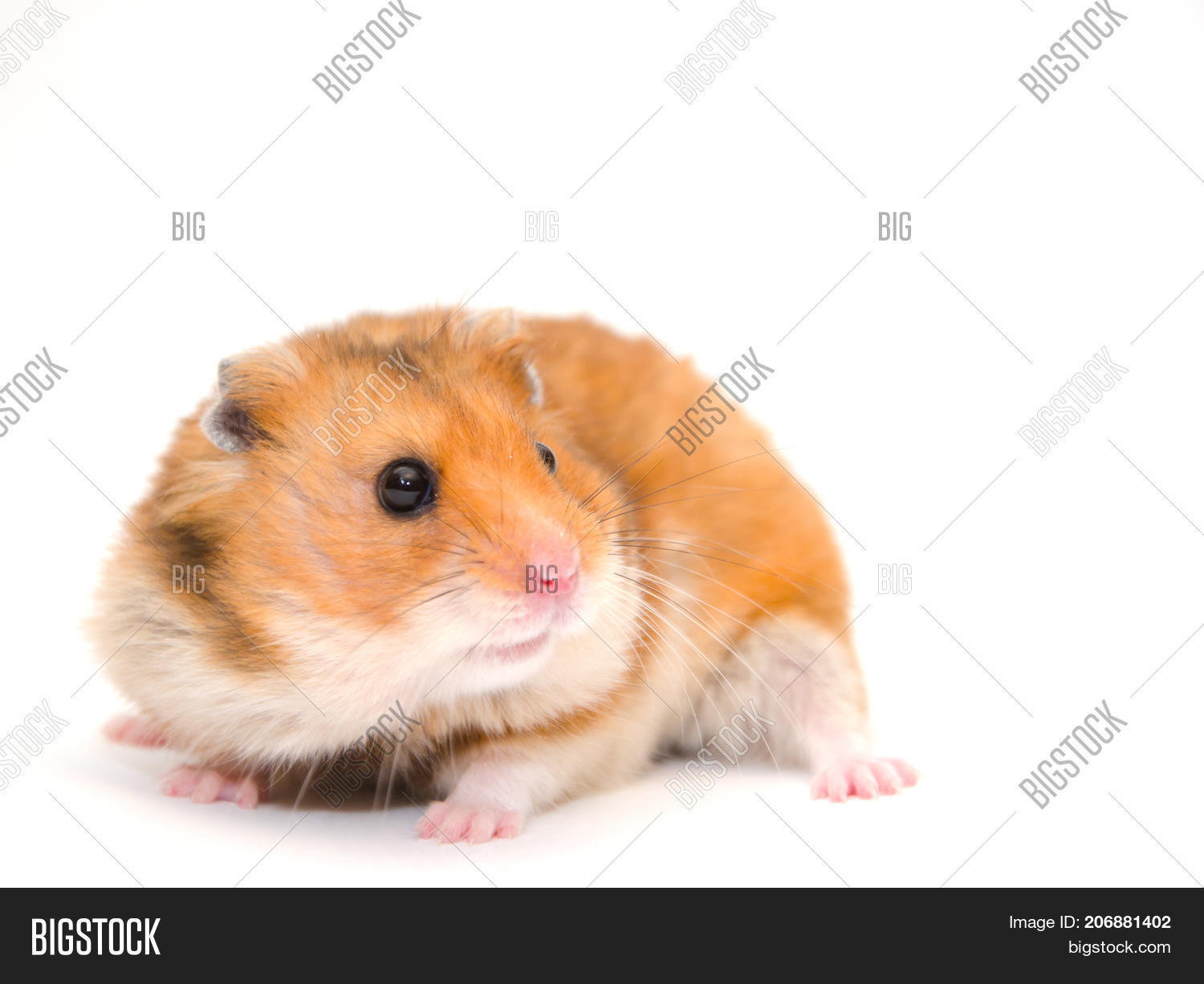 Cute Scared Hamster ( Image & Photo (Free Trial) | Bigstock