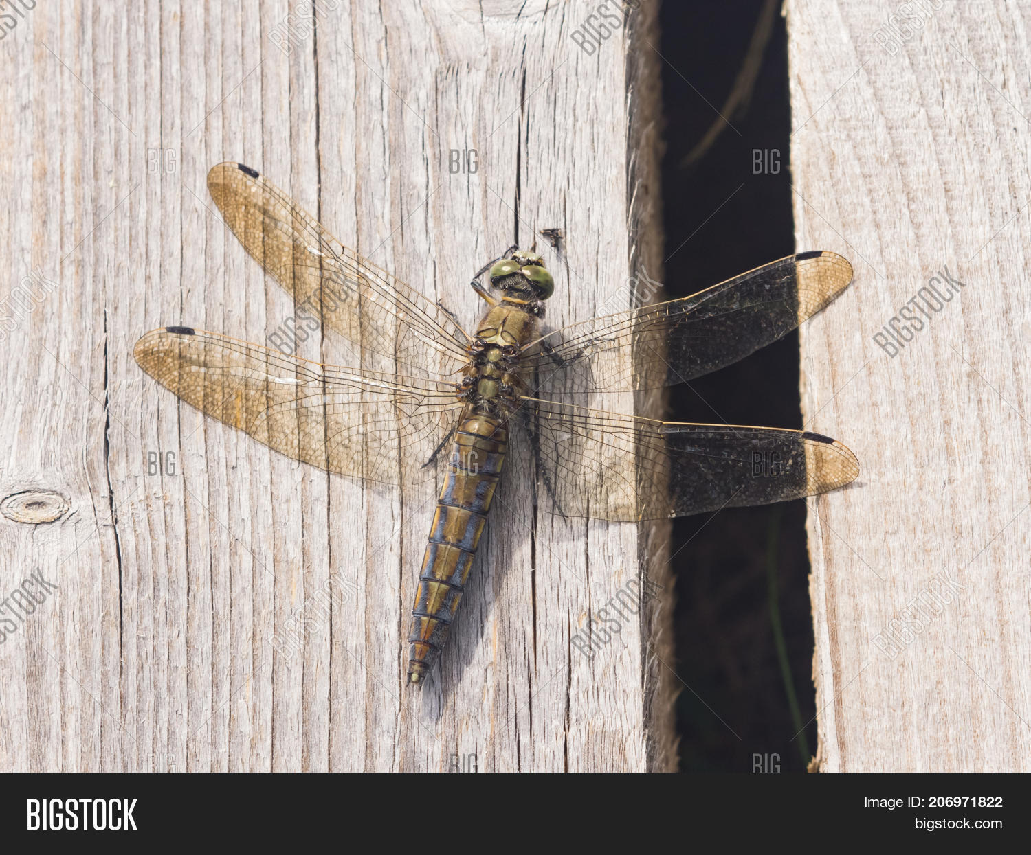 Female Dragonfly Image & Photo (Free Trial) | Bigstock