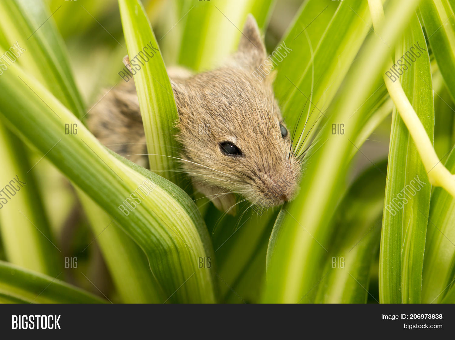 Mouse Grass . Park Image & Photo (Free Trial) | Bigstock