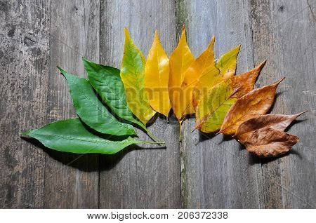 Life Cycle Leaves On Image & Photo (Free Trial) | Bigstock