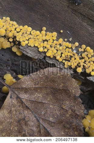 Bisporella Citrina [ Image & Photo (Free Trial) | Bigstock