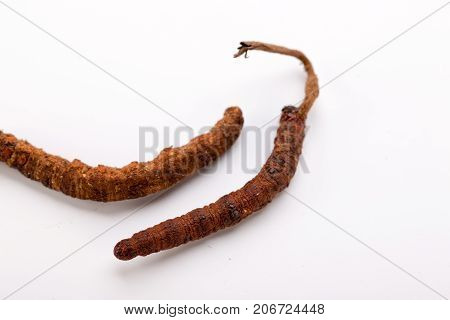 Yarsagumba Ingredient Image & Photo (Free Trial) | Bigstock