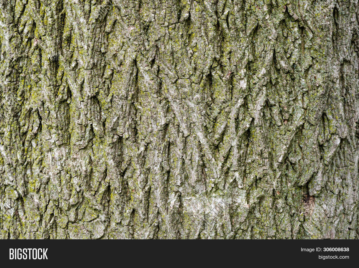 Seamless Tree Bark Image & Photo (Free Trial) | Bigstock