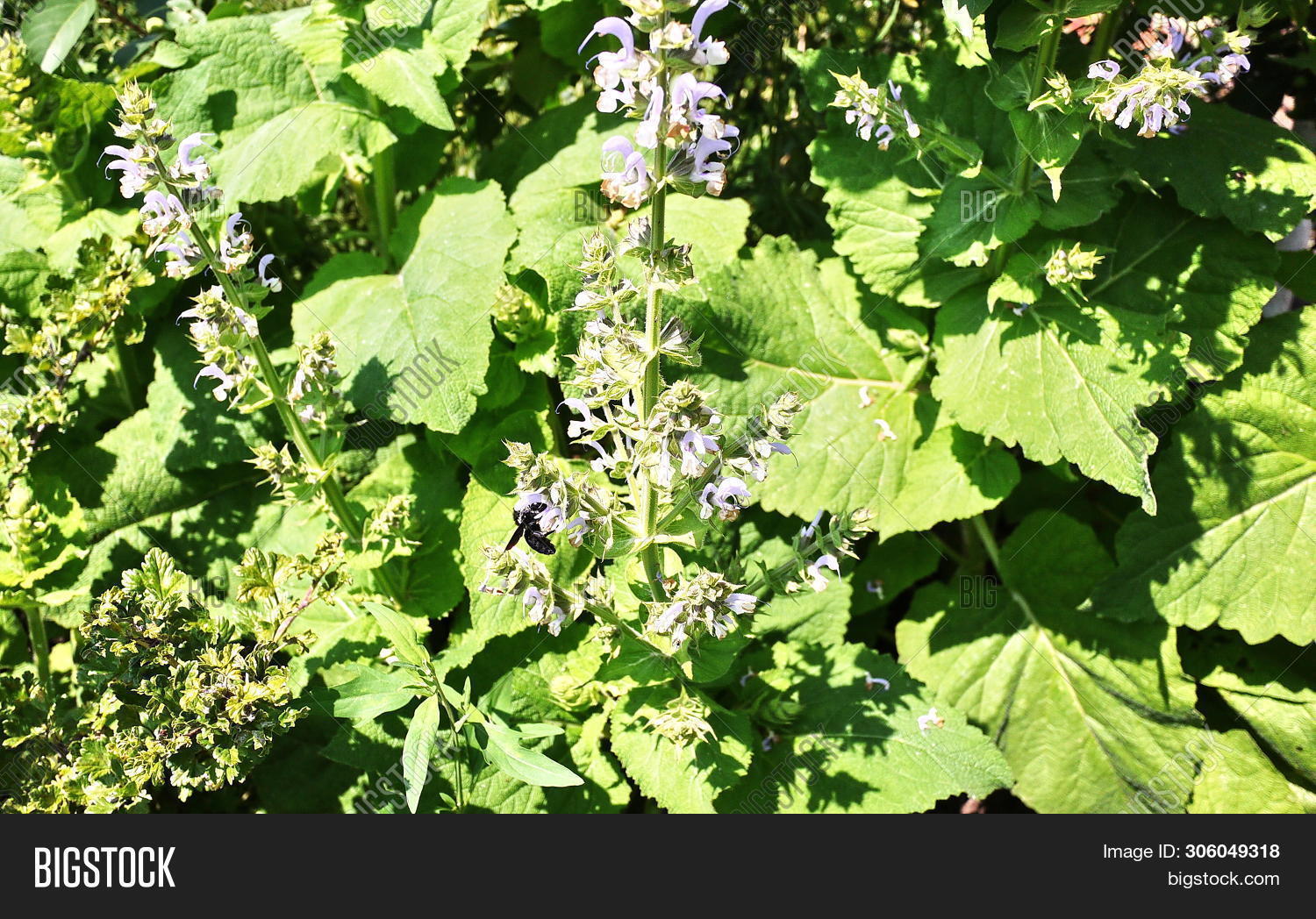 Purple Bumblebee- Image & Photo (Free Trial) | Bigstock