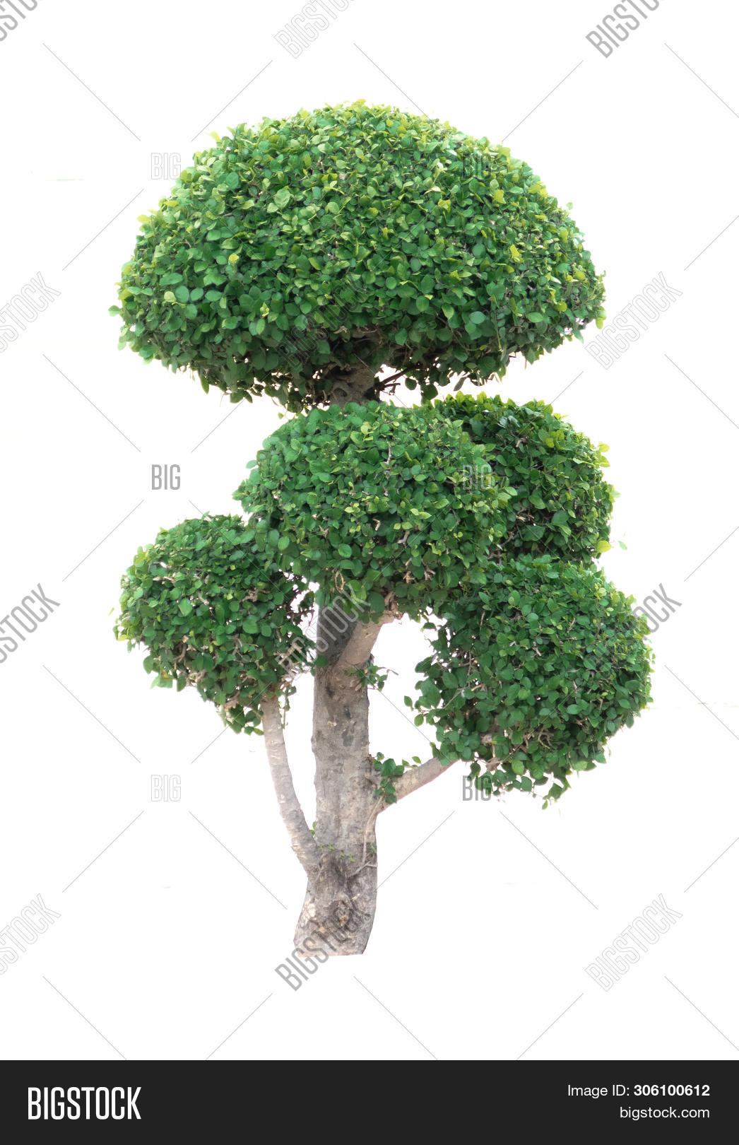 Ficus Annulata Blume Image & Photo (Free Trial) | Bigstock