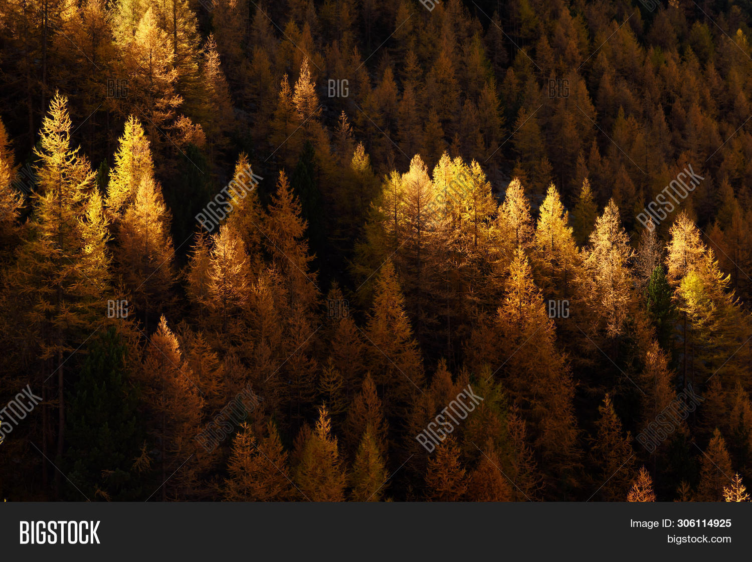 Beautiful Evergreen Image & Photo (Free Trial) | Bigstock