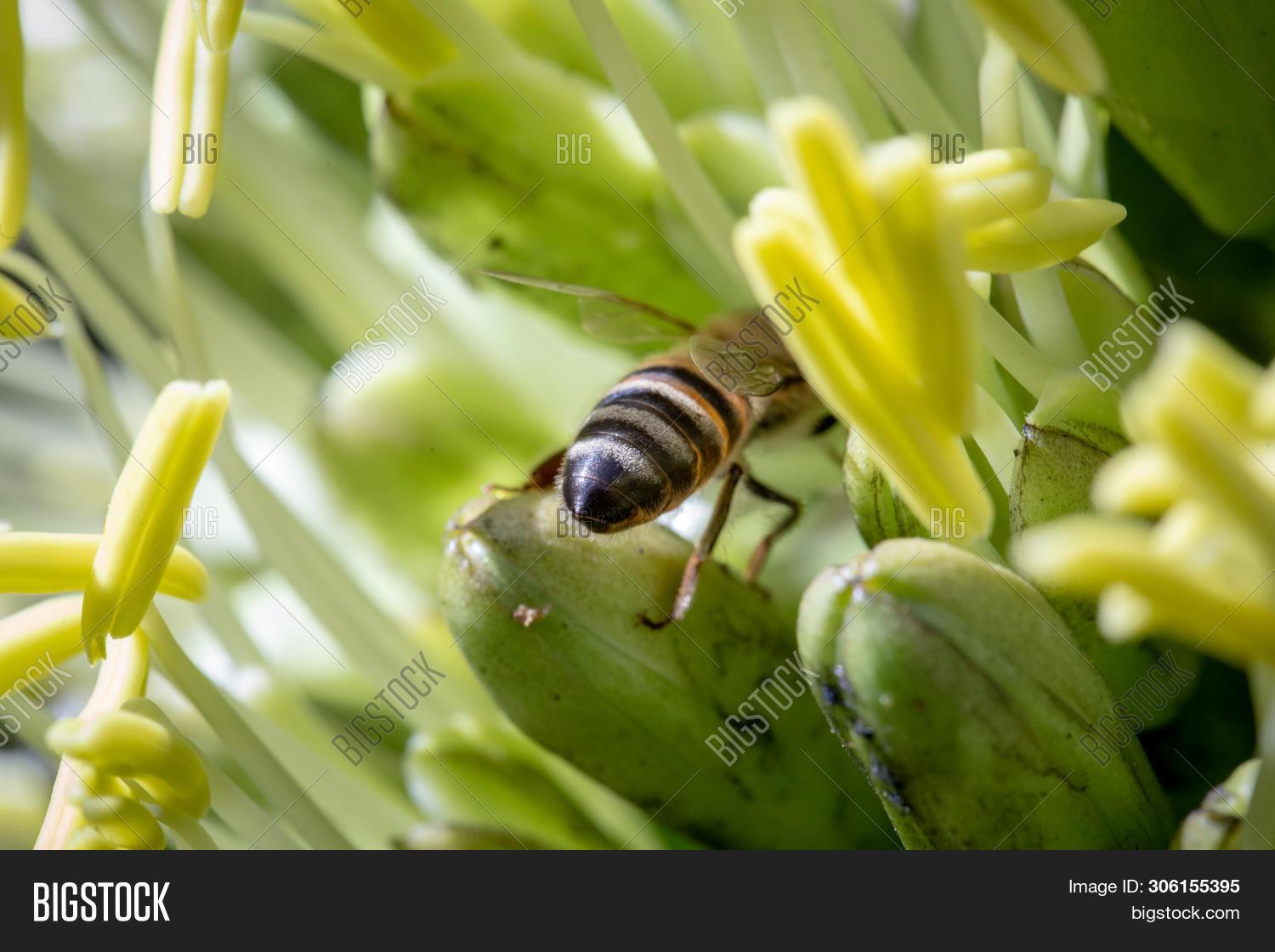 Bee Pollinating Image & Photo (Free Trial) | Bigstock