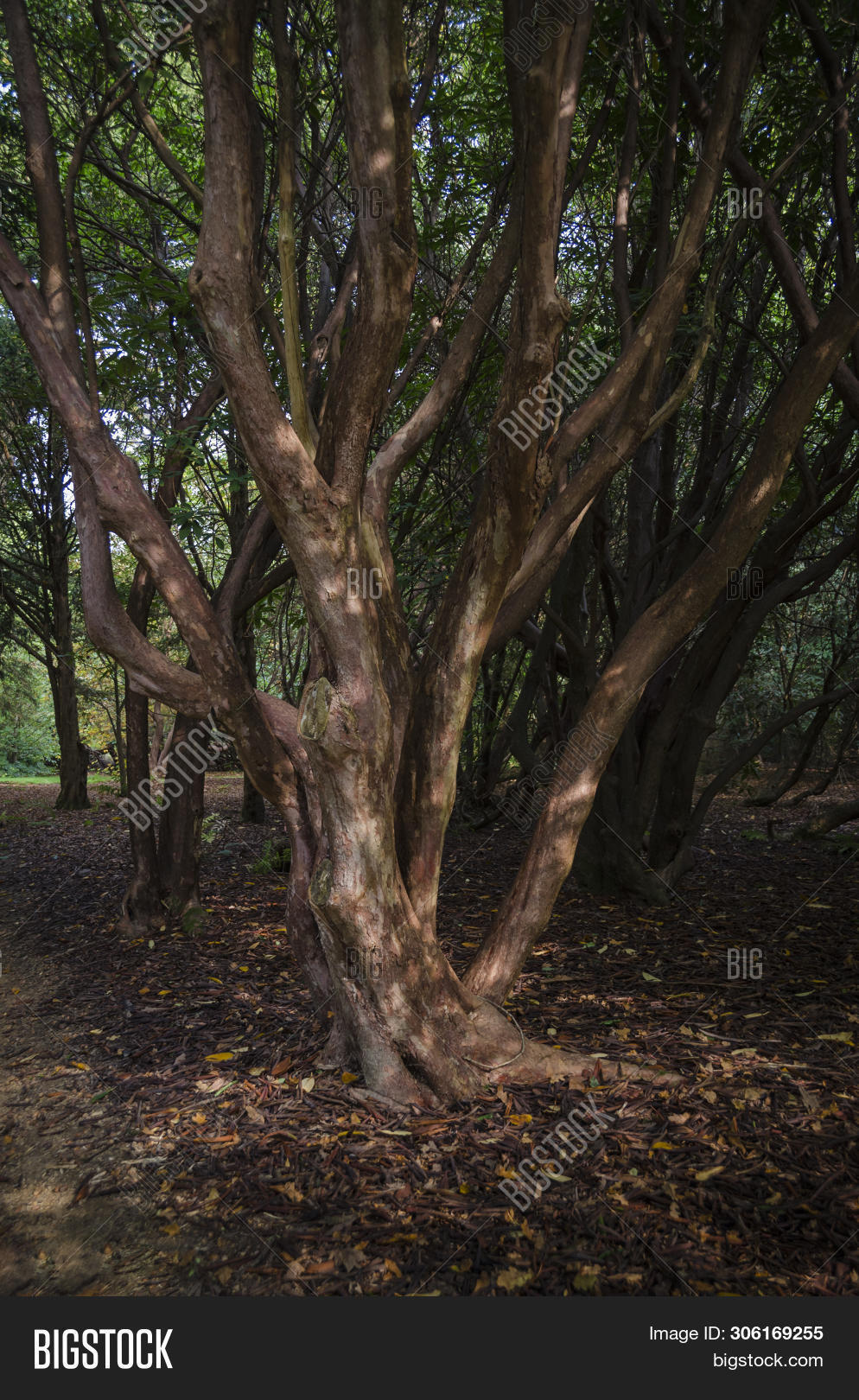 Rhododendron Tree Branch