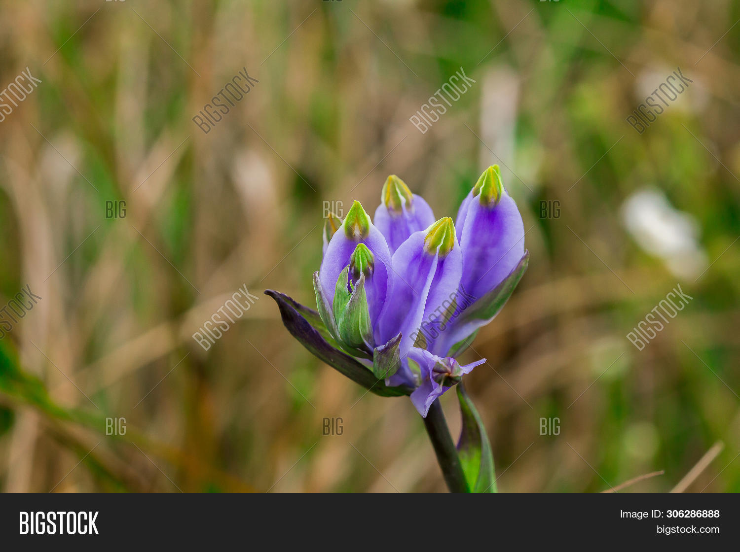 Burmannia Disticha Image & Photo (Free Trial) | Bigstock