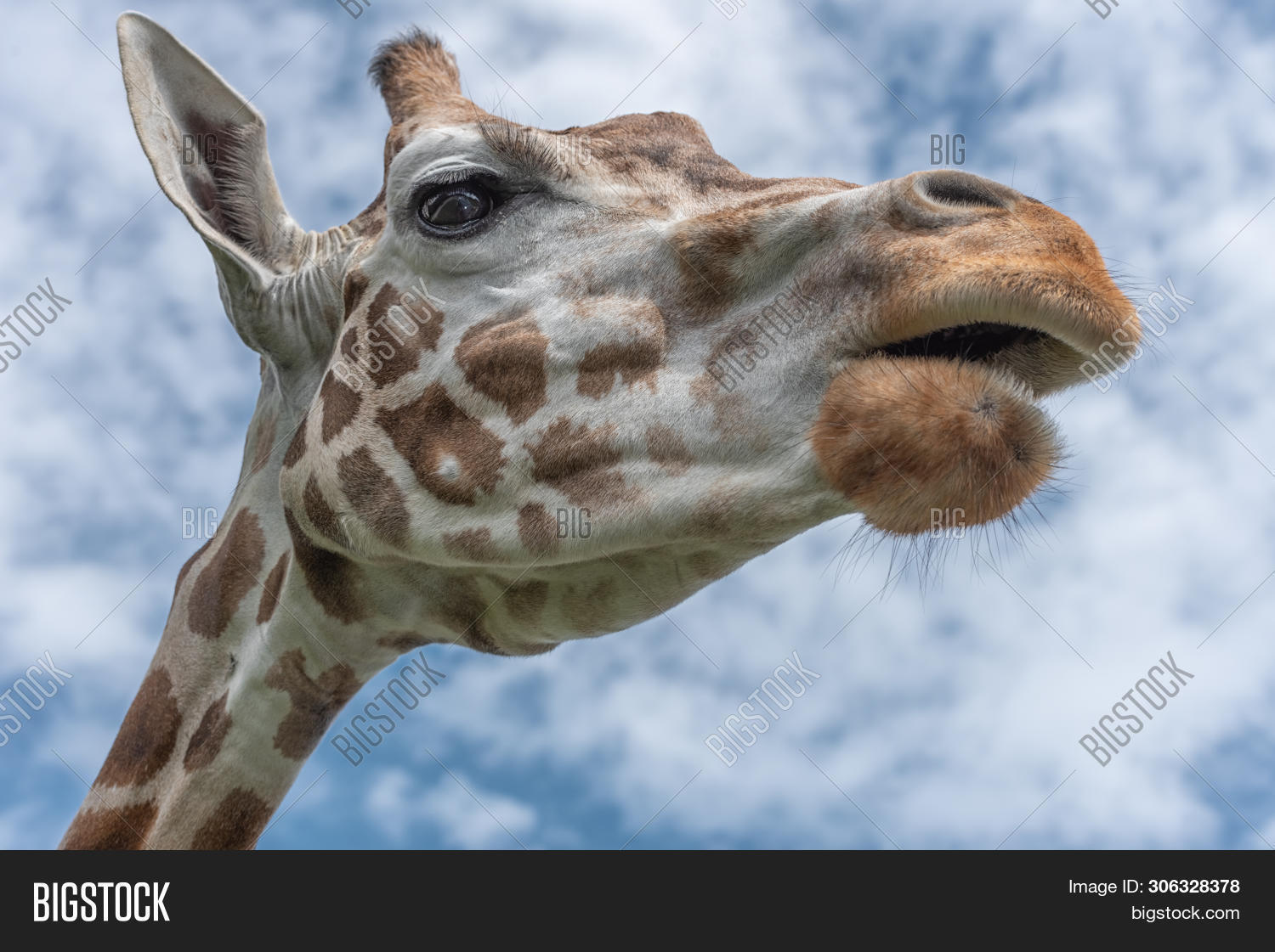 Northern Giraffe, Image & Photo (Free Trial) | Bigstock