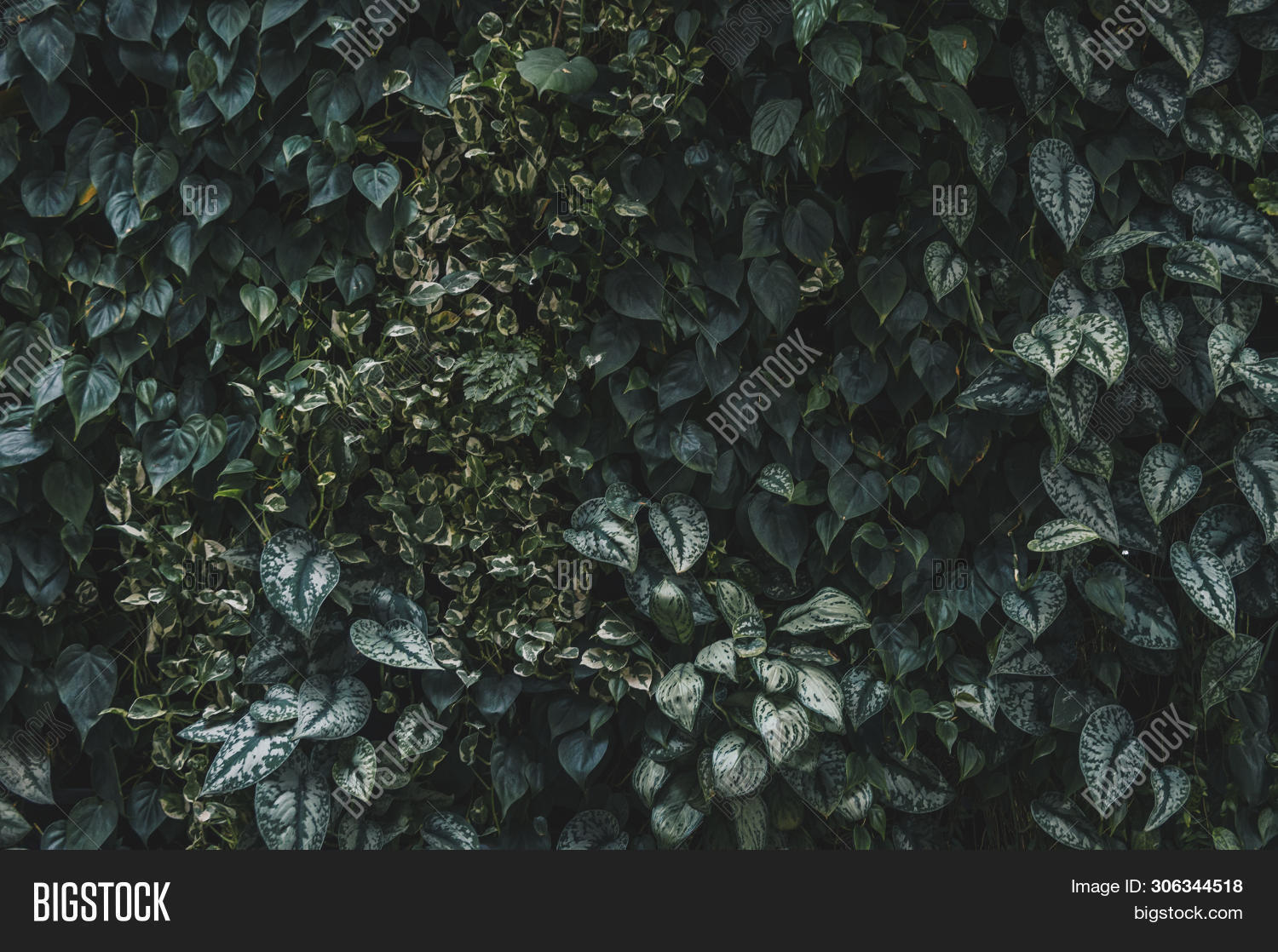 Green Leafy Wall Image & Photo (Free Trial) | Bigstock