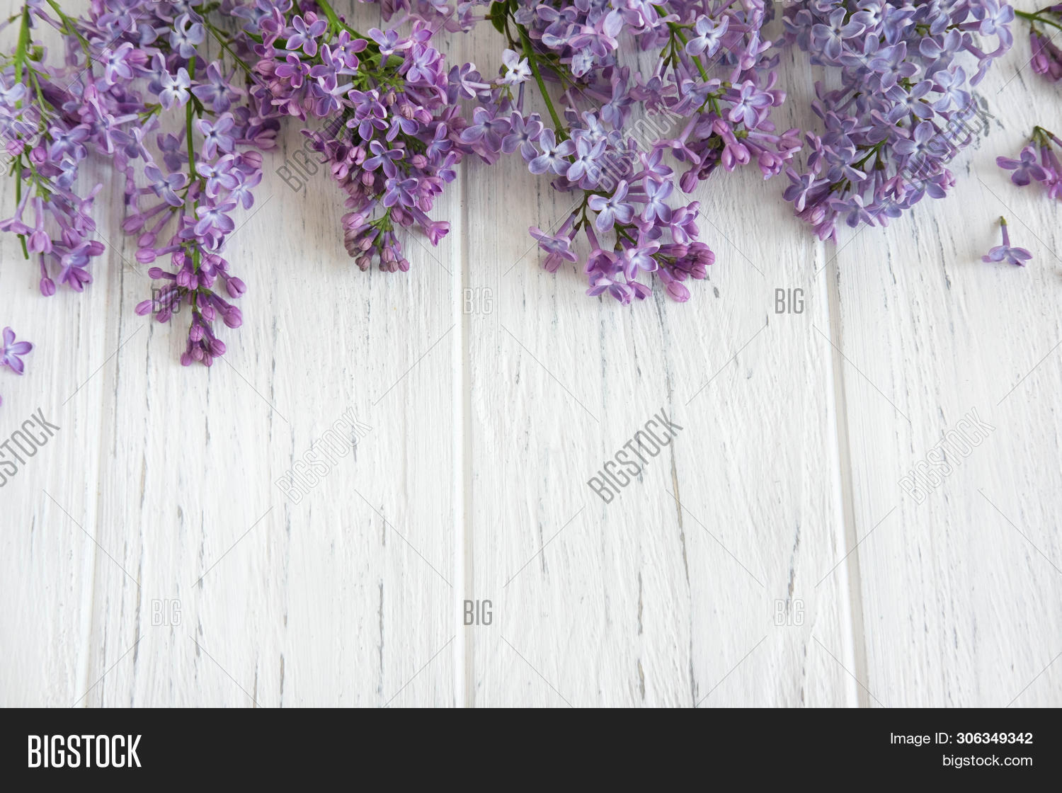Frame Banner Lilac Image & Photo (Free Trial) | Bigstock