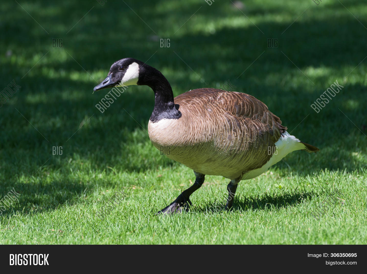 Adult Canada Goose Image & Photo (Free Trial) | Bigstock