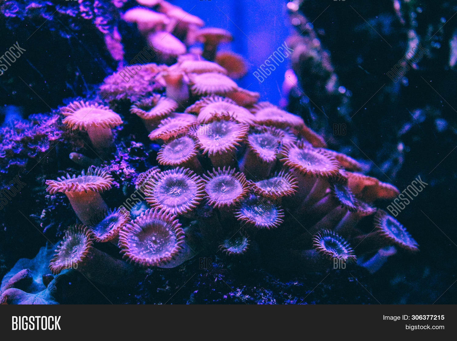 Pink Coral Reef. Image & Photo (Free Trial) | Bigstock