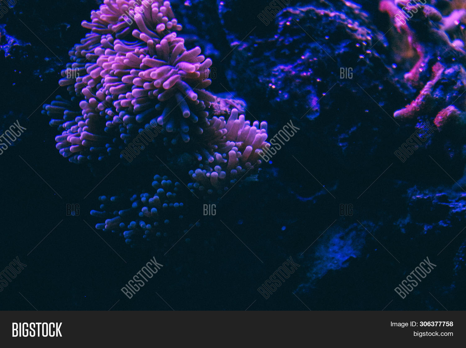 Pink Coral Reef. Image & Photo (Free Trial) | Bigstock