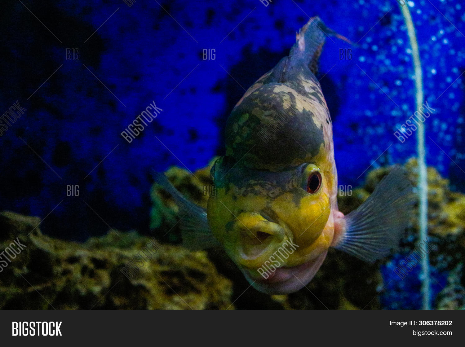 Pink Coral Reef. Image & Photo (Free Trial) | Bigstock