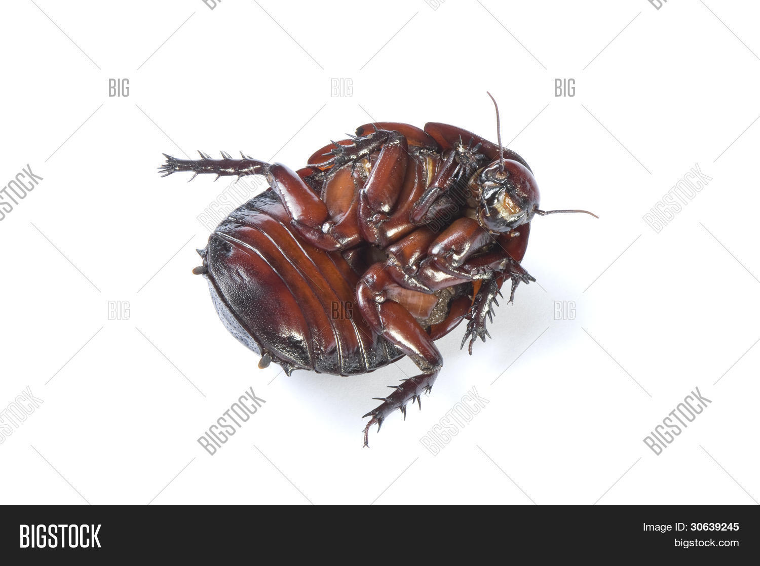 Australian Giant Image & Photo (Free Trial) | Bigstock