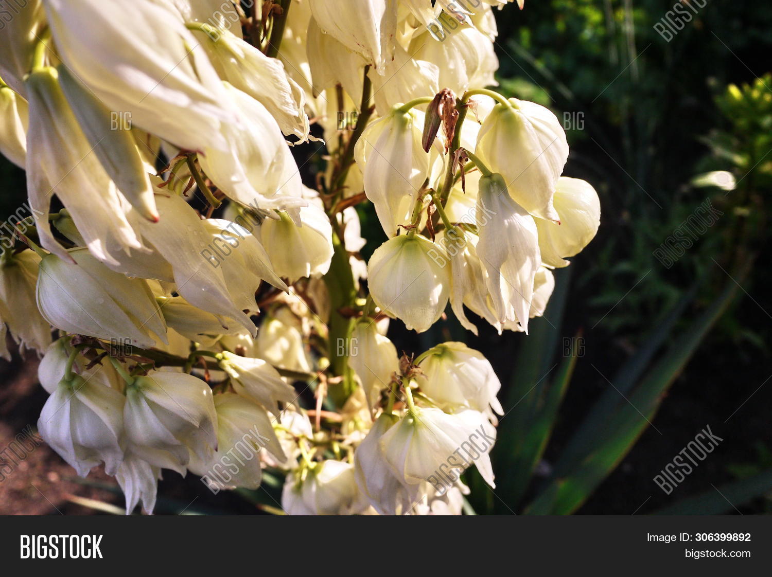 Blooms Yucca Plant. Image & Photo (Free Trial) | Bigstock