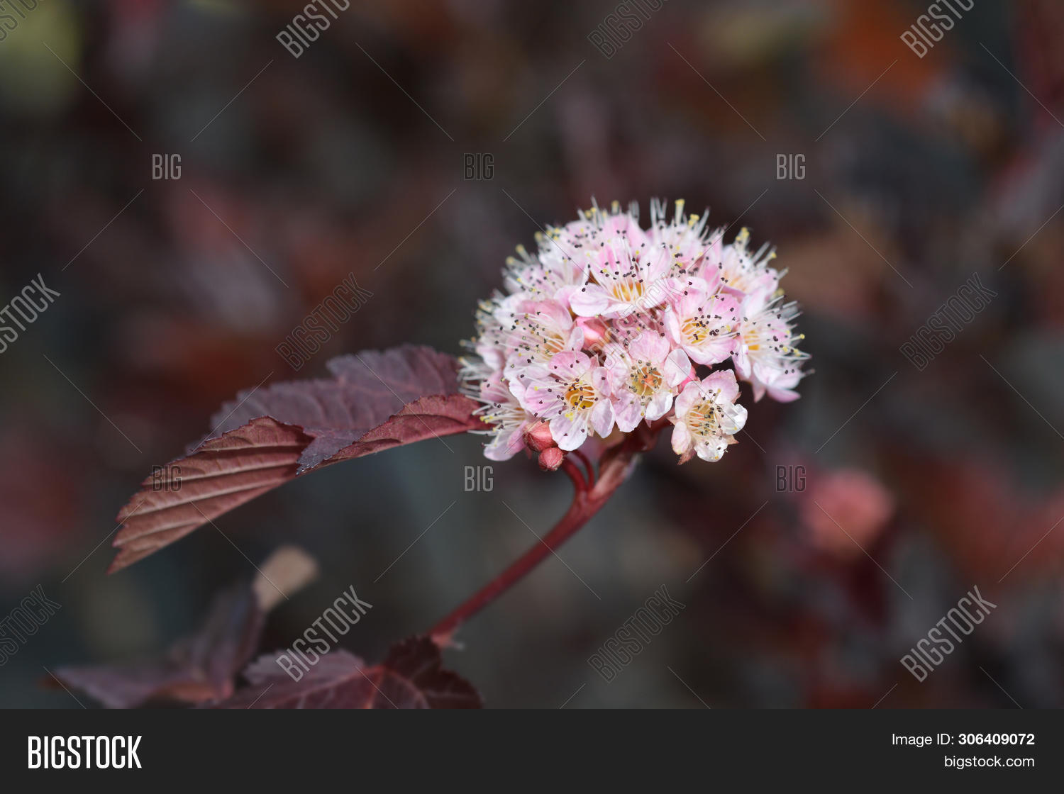Ninebark Red Baron - Image & Photo (Free Trial) | Bigstock